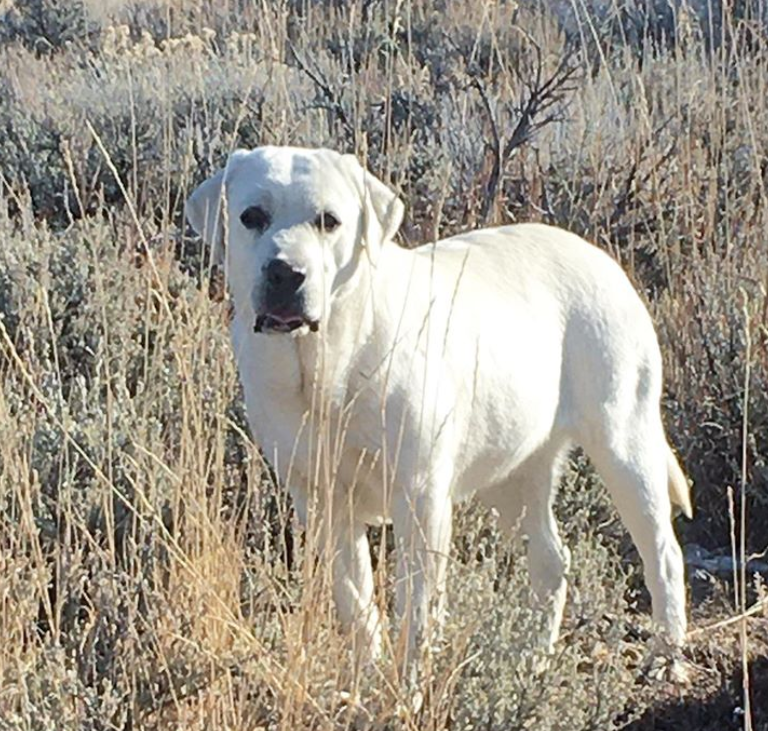 OUR STUDS – Rocky River Retrievers